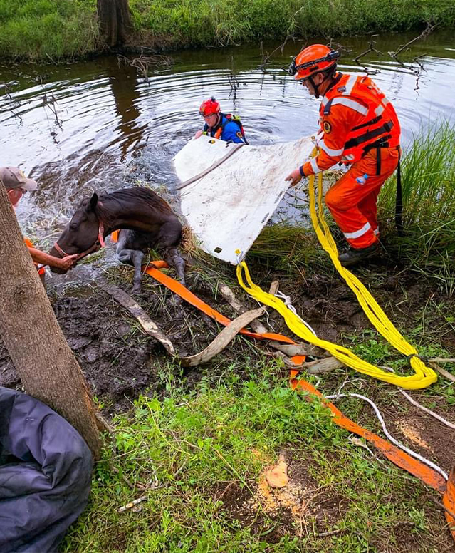 Our Gallery | Large Animal Rescue Equipment