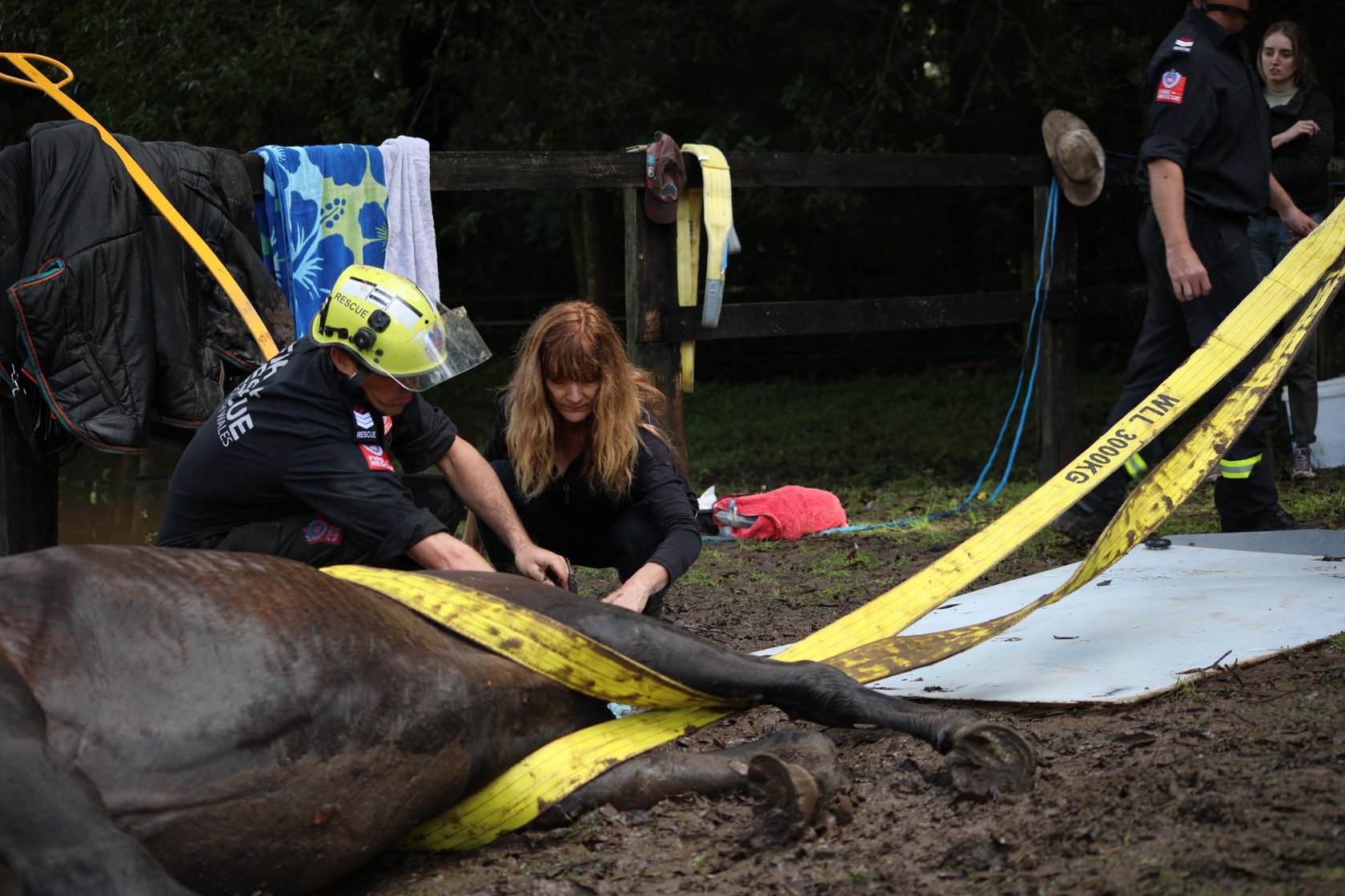 Our Gallery | Large Animal Rescue Equipment