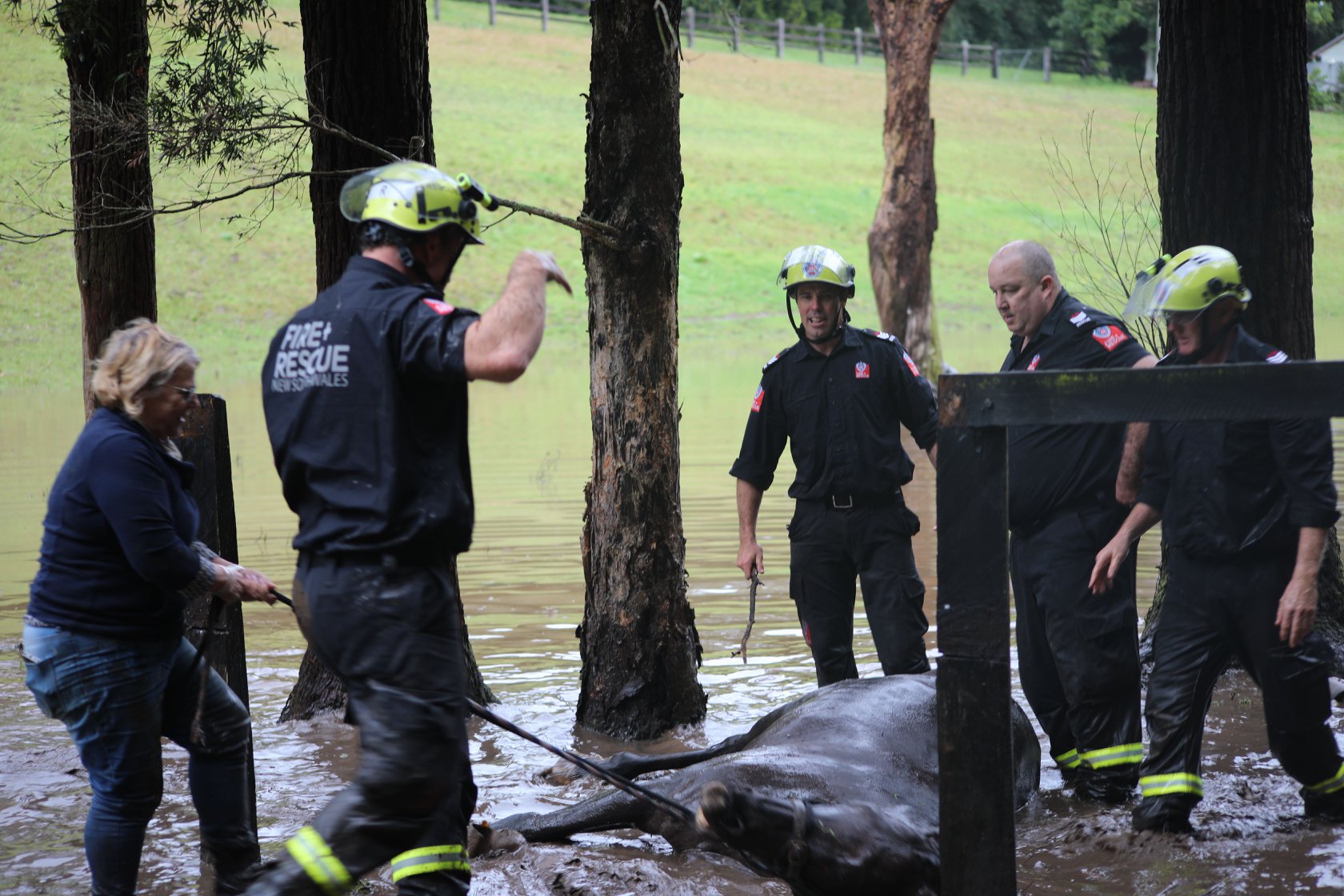 Our Gallery | Large Animal Rescue Equipment