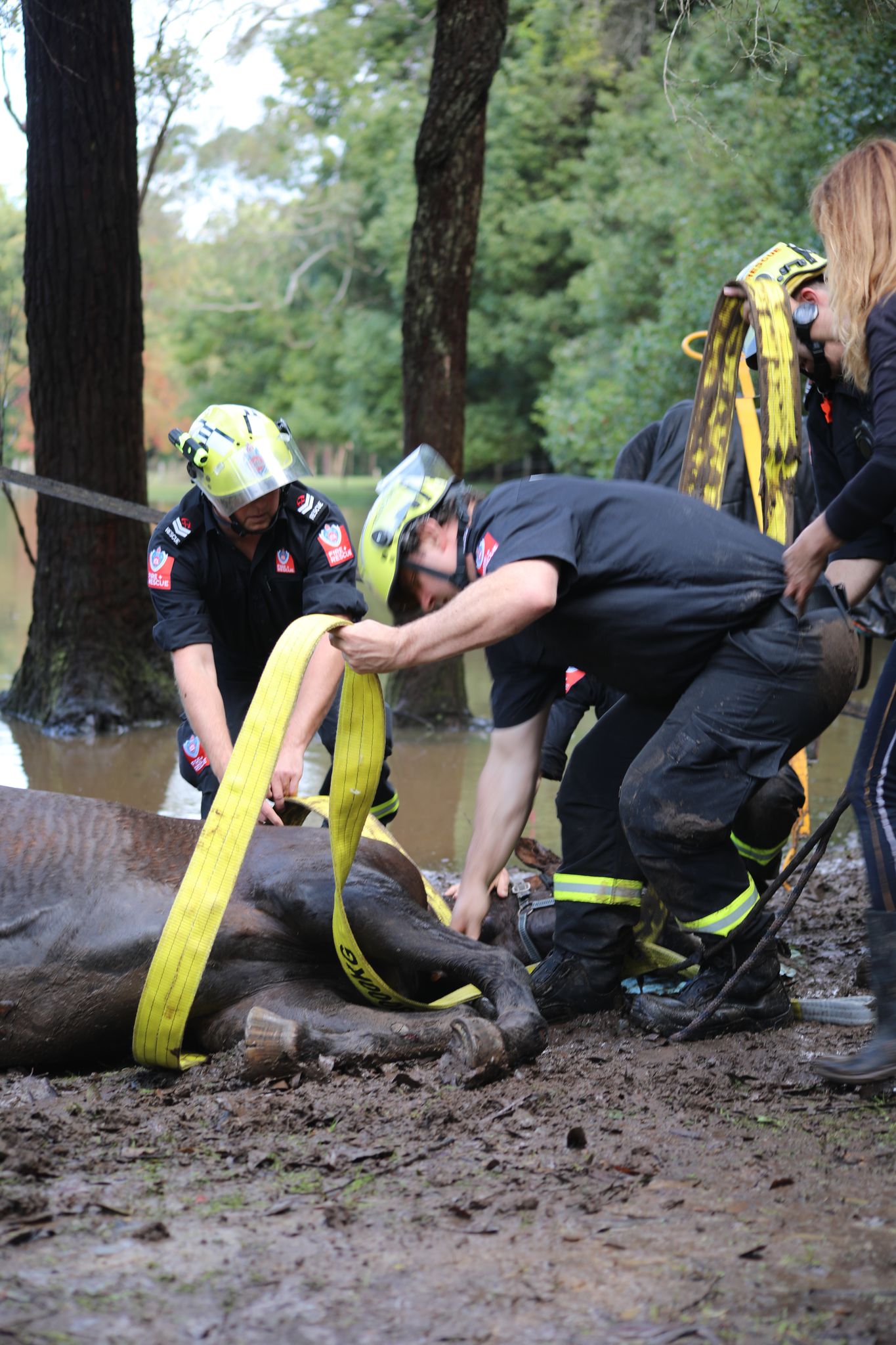 Our Gallery | Large Animal Rescue Equipment